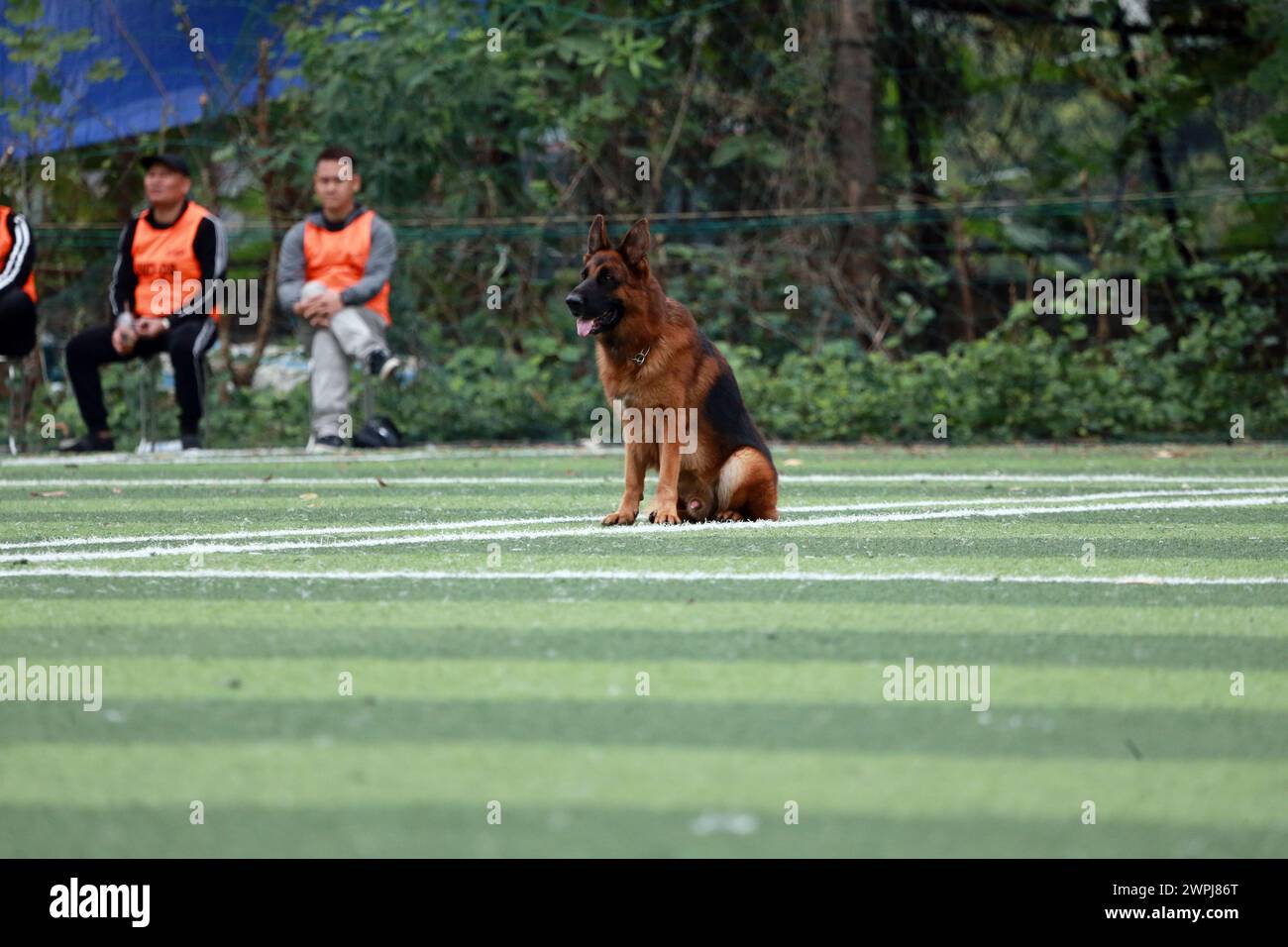 A German shepherd dog is performing at a competition in Vietnam Stock ...