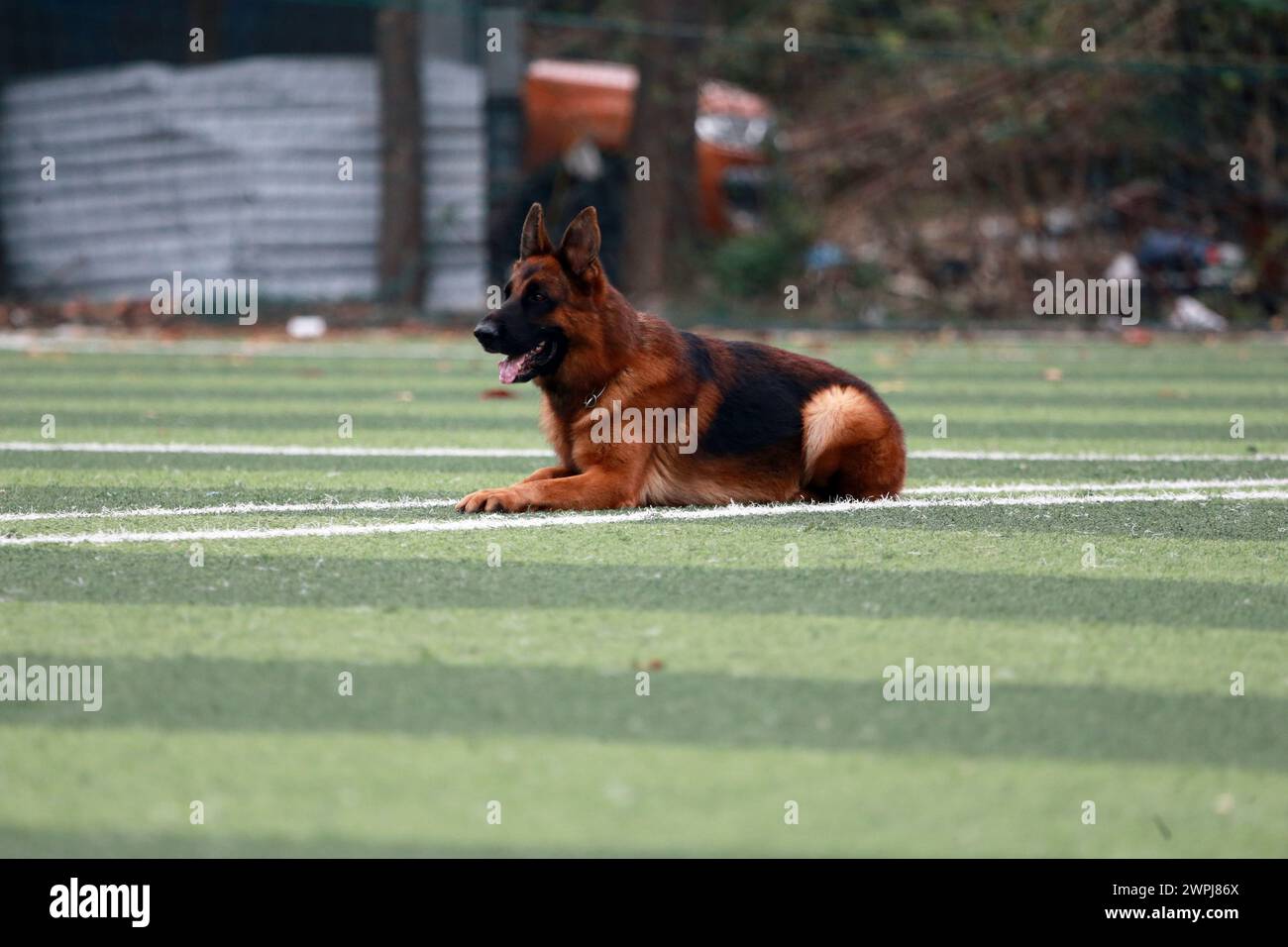 A German shepherd dog is performing at a competition in Vietnam Stock ...