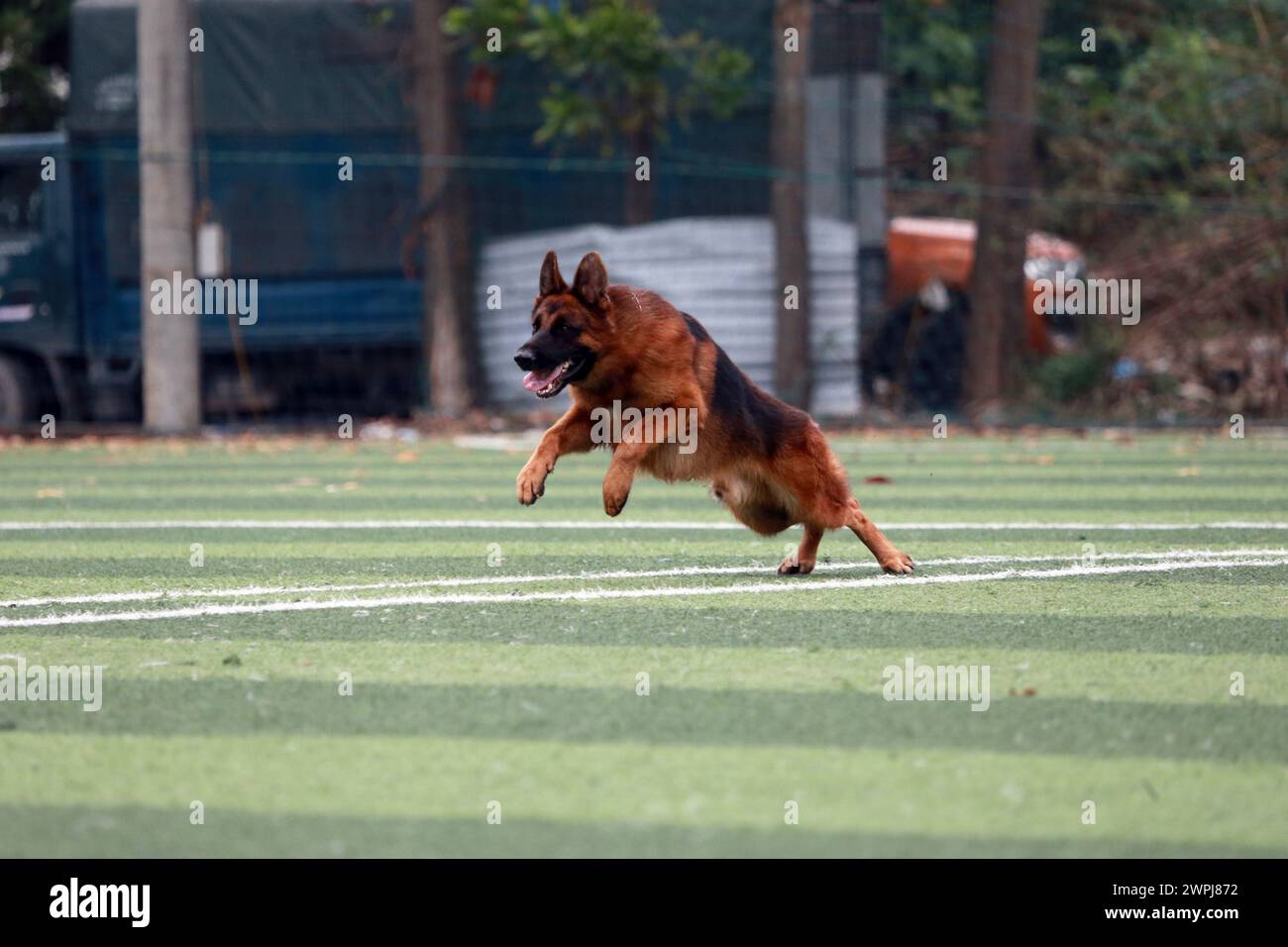 A German shepherd dog is performing at a competition in Vietnam Stock ...