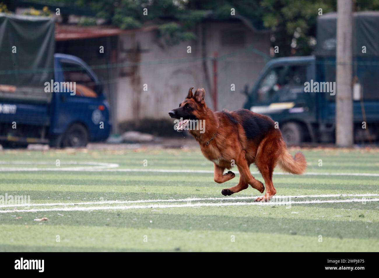 A German shepherd dog is performing at a competition in Vietnam Stock ...