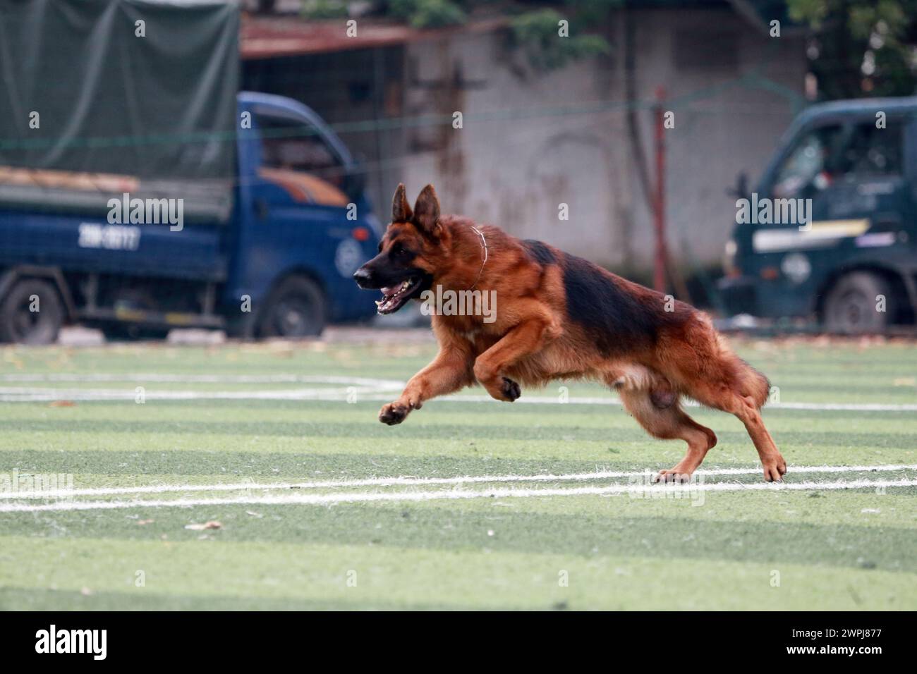 A German shepherd dog is performing at a competition in Vietnam Stock ...