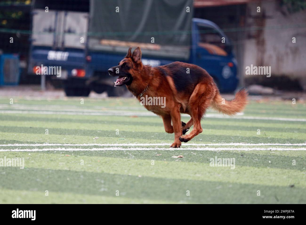 A German shepherd dog is performing at a competition in Vietnam Stock ...