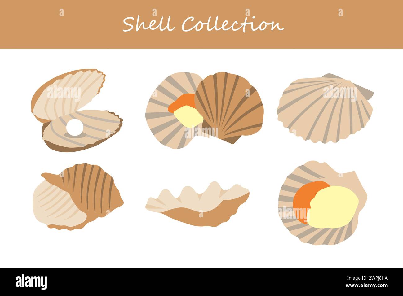 Set of seashells in flat design style. Vector illustration Stock Vector ...