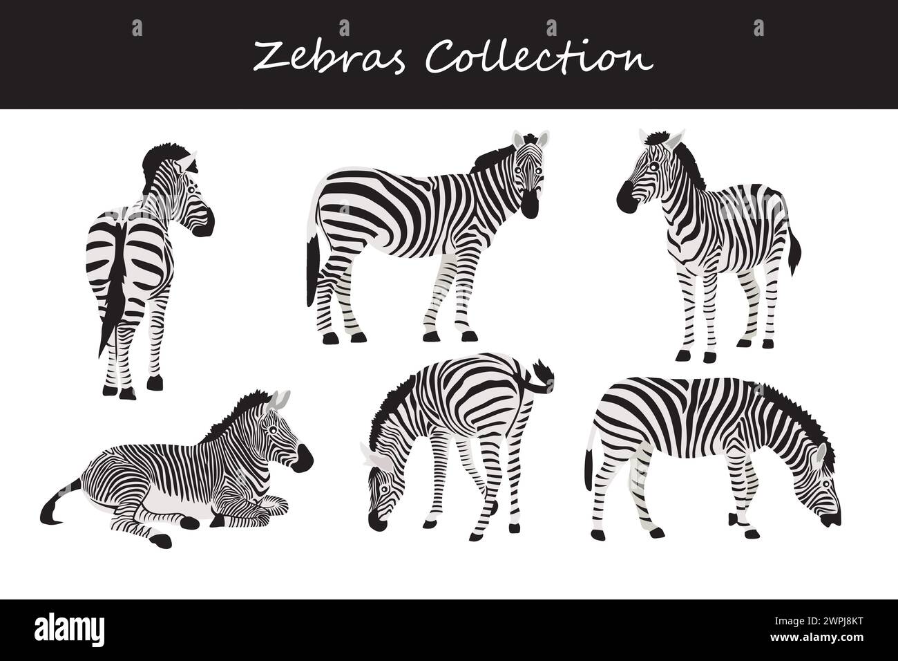 Zebra collection. Vector illustration. Isolated on white background ...