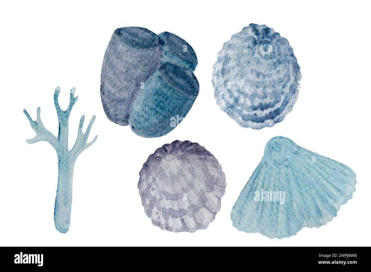 Watercolor monochromatic set of shells, a polyp and a coral isolated ...