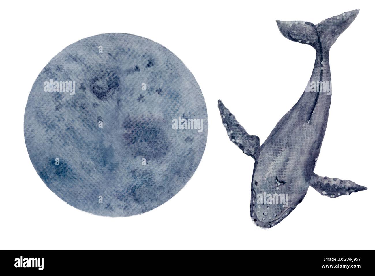 Watercolor hand-drawn humpback whale and a moon isolated on white Stock ...