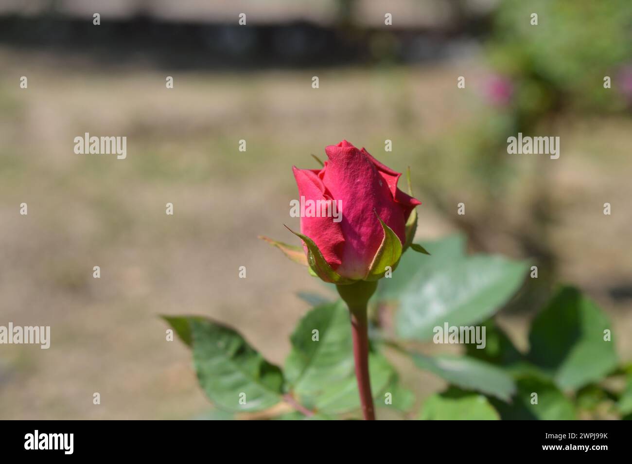 Red rose netflix hi-res stock photography and images - Alamy