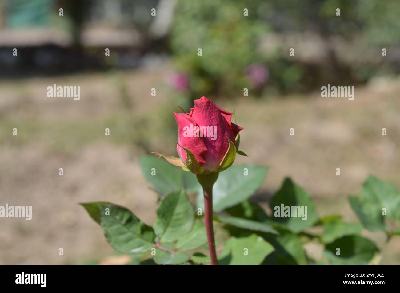 Flowering roses in the summer garden Stock Photo - Alamy