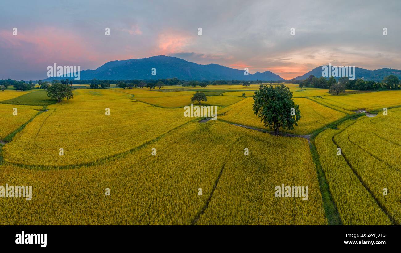 December 10, 2023: panoramic view of Ta Pa fields, An Giang province ...