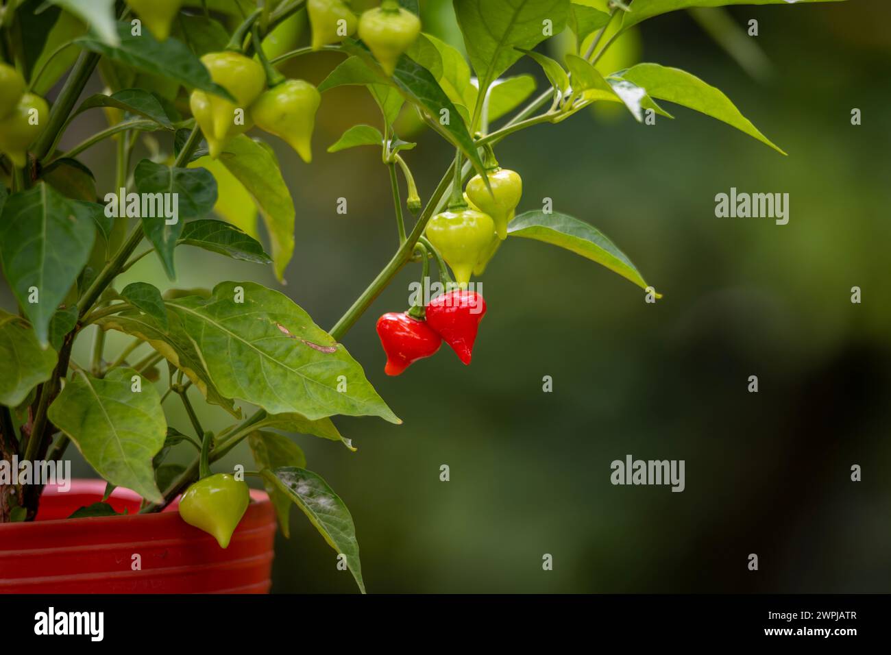 Growing chili tree hi-res stock photography and images - Alamy