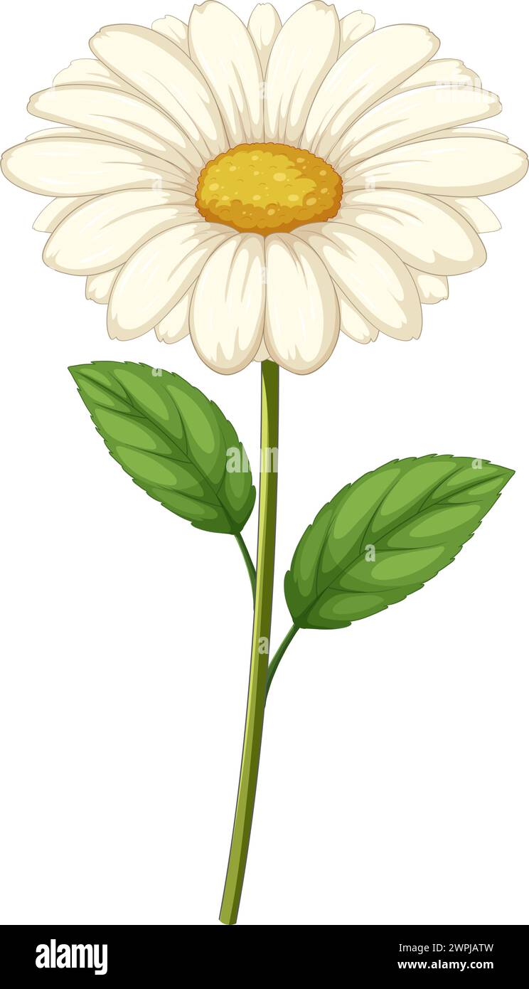 A detailed vector of a single daisy flower Stock Vector Image & Art - Alamy