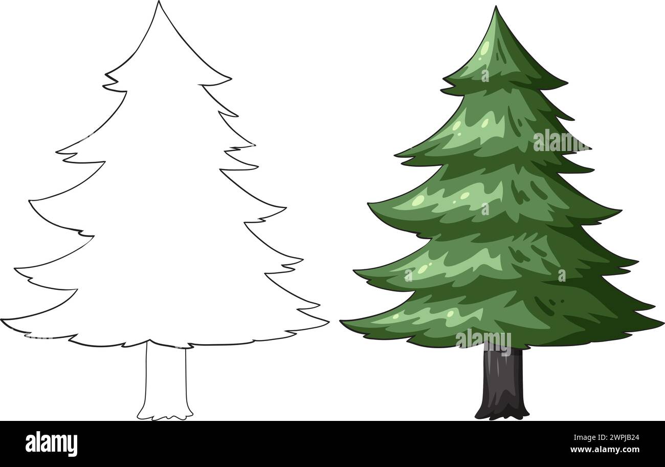 Outline and colored drawing of pine trees Stock Vector Image & Art - Alamy