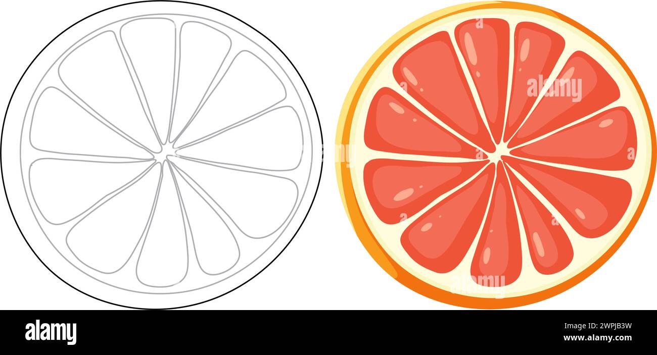 Vector art of a grapefruit, one half colored Stock Vector Image & Art ...