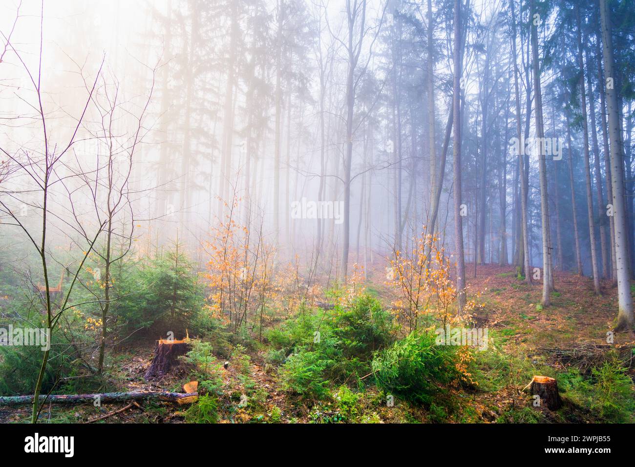 A serene image capturing the ethereal beauty of sun rays piercing ...