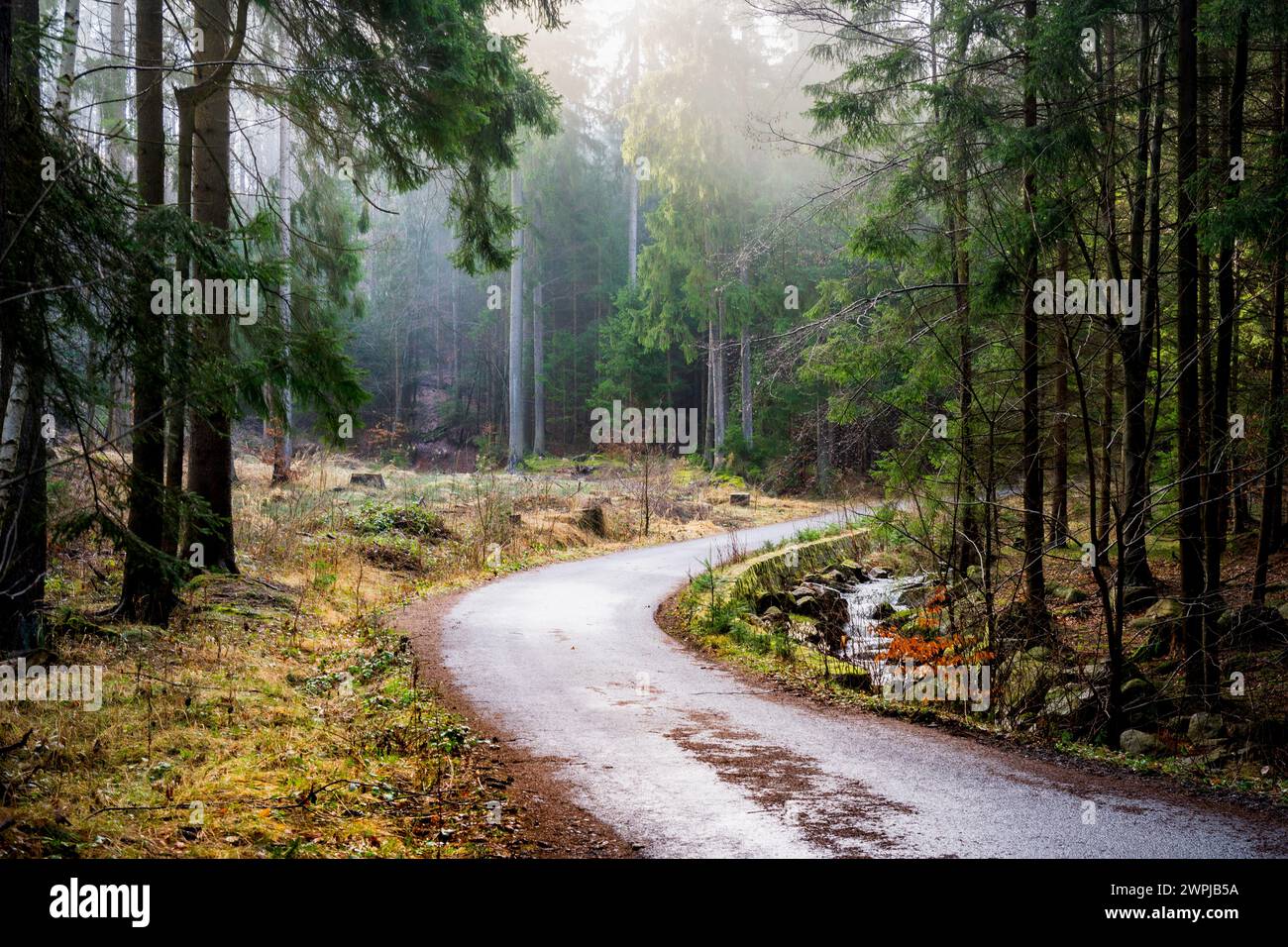 Captivating forest hi-res stock photography and images - Alamy