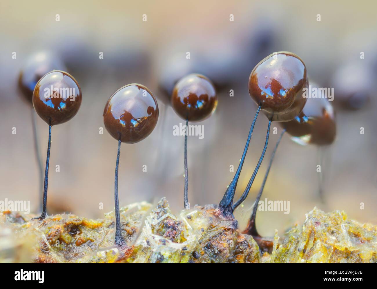 Slime mold structure hi-res stock photography and images - Alamy
