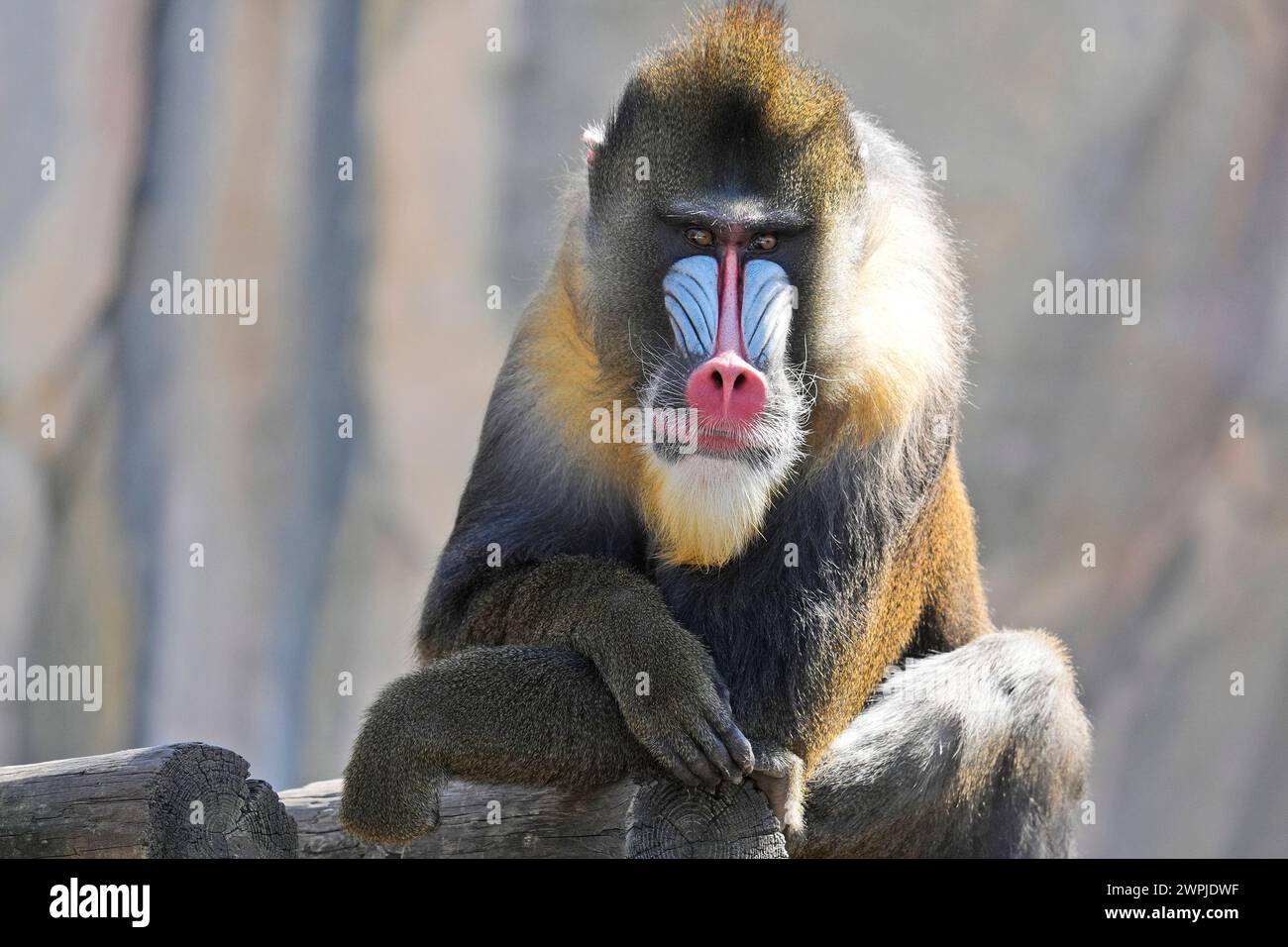 A mandrill sits in its enclosure at the Fort Worth Zoo in Fort Worth ...