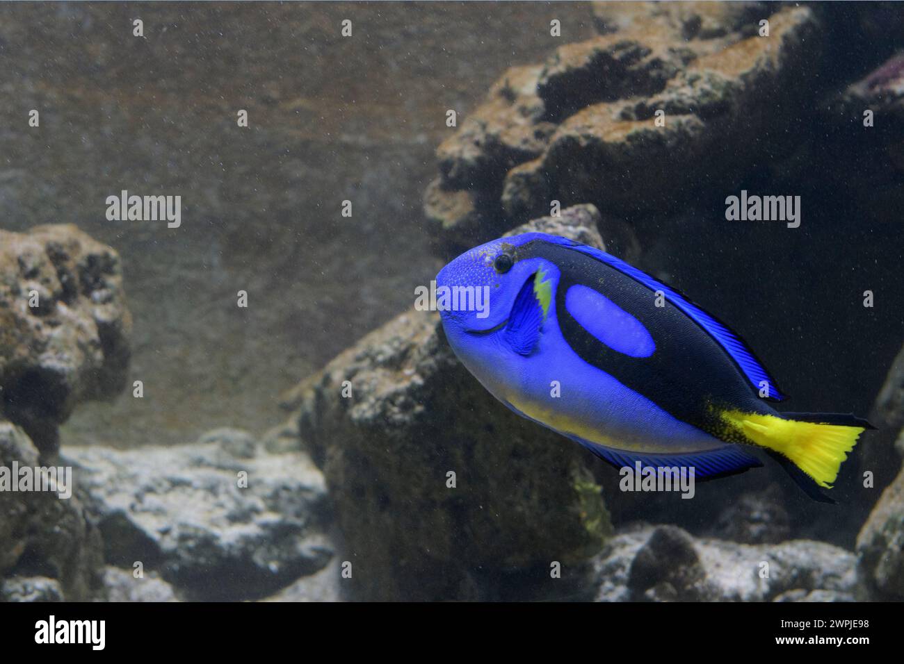 The Palette surgeonfish, also known as Paracanthurus hepatus, is a ...