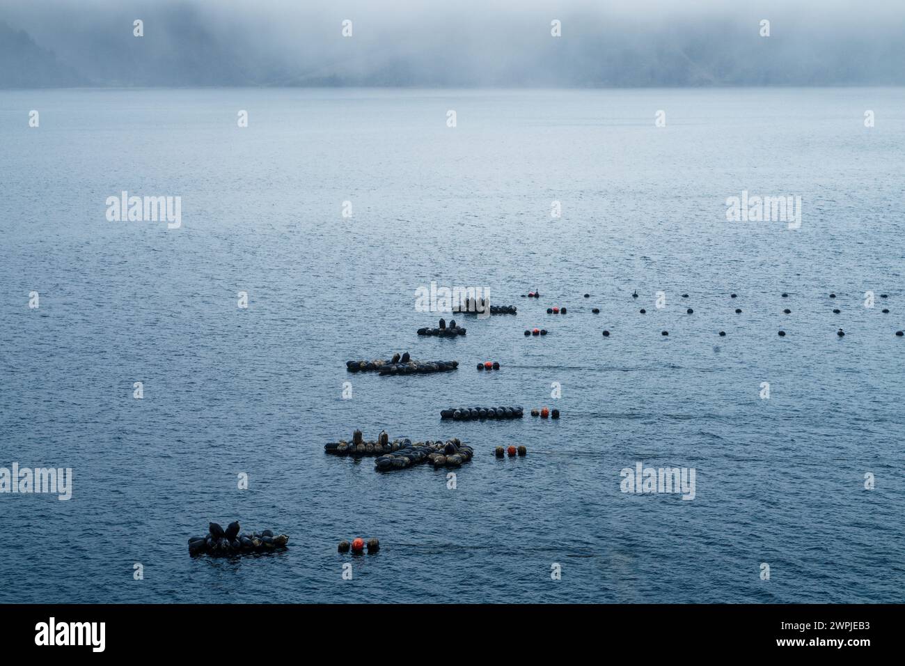 One of many mussel farms with lines of mussel floats in the Marlborough ...
