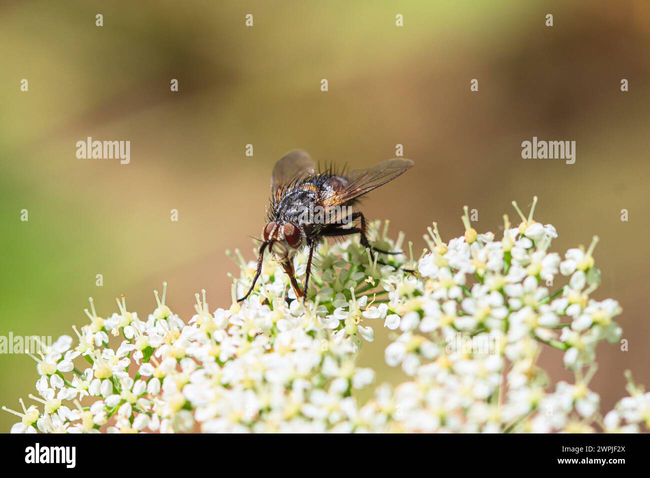 Allophorocera ferruginea hi-res stock photography and images - Alamy