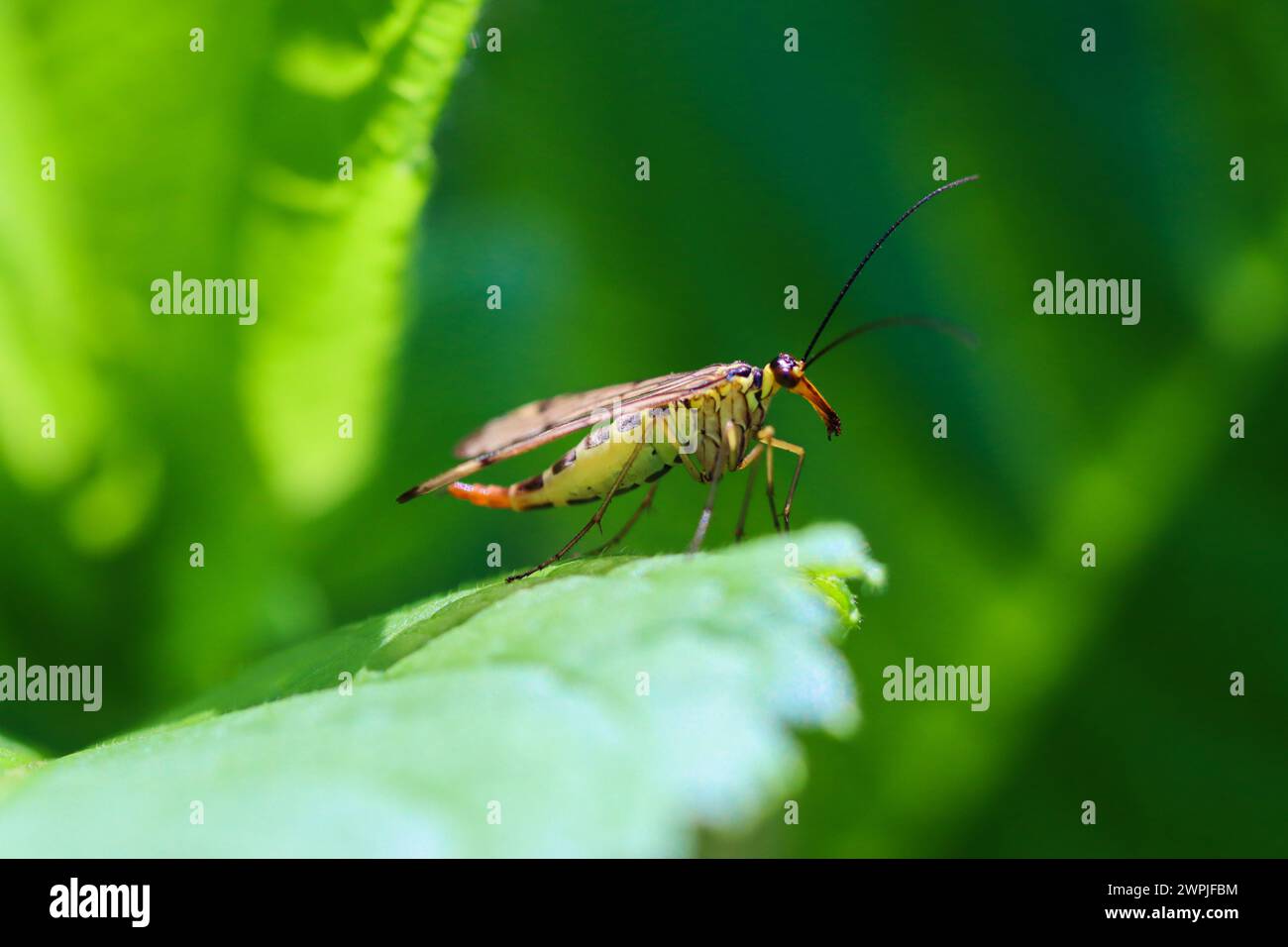 Scorpion fly on a leaf - Mecoptera Stock Photo - Alamy