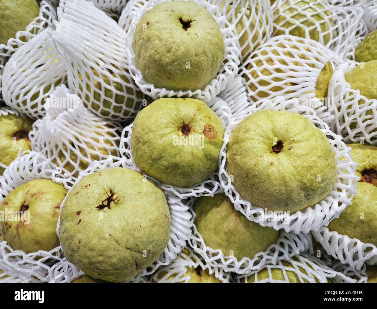 green guava fruit wrapped in foam netting Stock Photo - Alamy