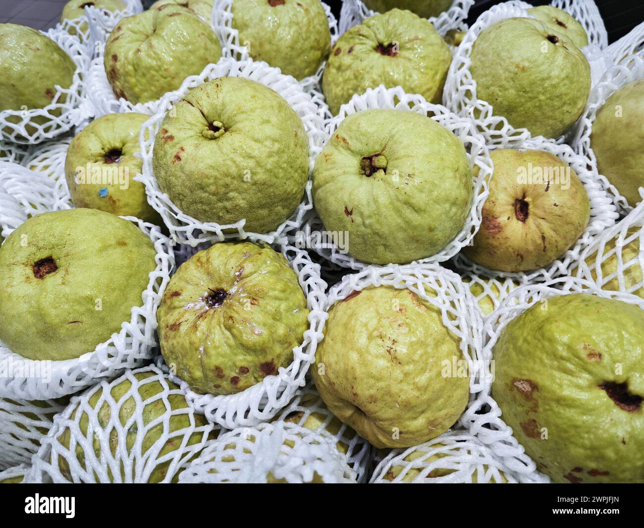 green guava fruit wrapped in foam netting Stock Photo - Alamy