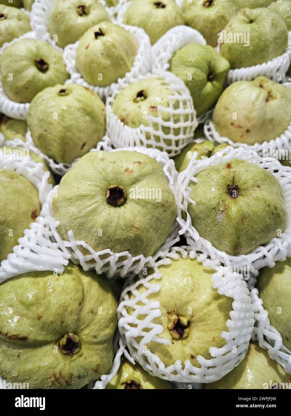 green guava fruit wrapped in foam netting Stock Photo - Alamy