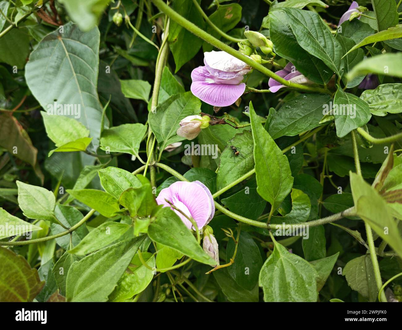 wild violet spurred butterfly pea flower in the bushes Stock Photo - Alamy