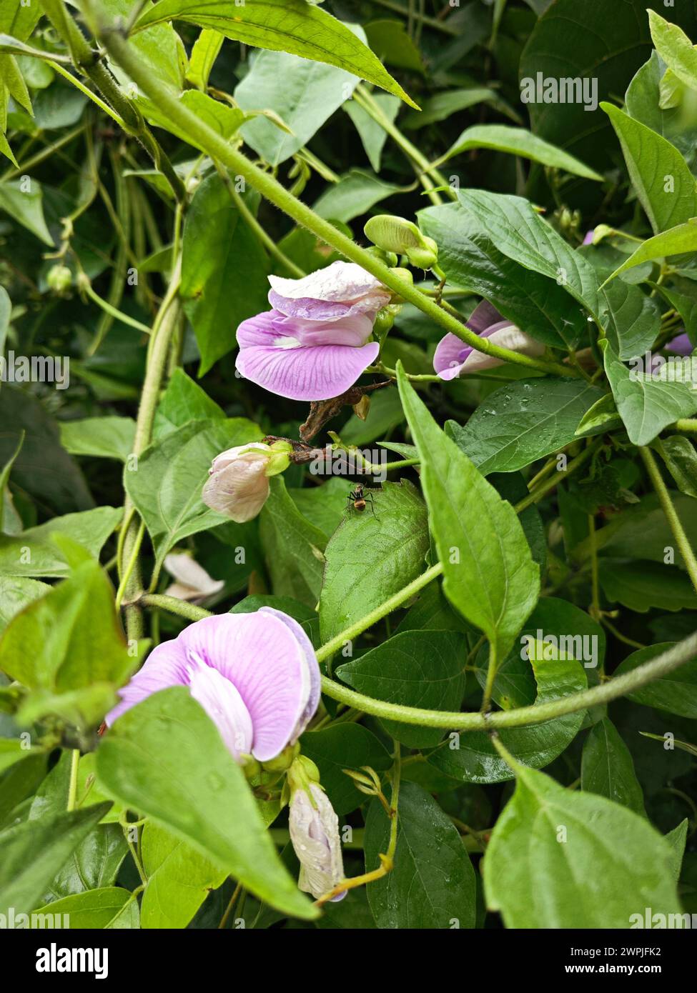 wild violet spurred butterfly pea flower in the bushes Stock Photo - Alamy