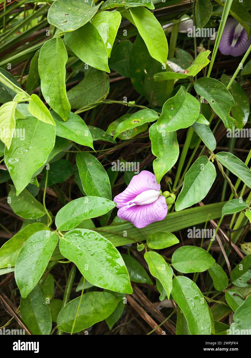 wild violet spurred butterfly pea flower in the bushes Stock Photo - Alamy