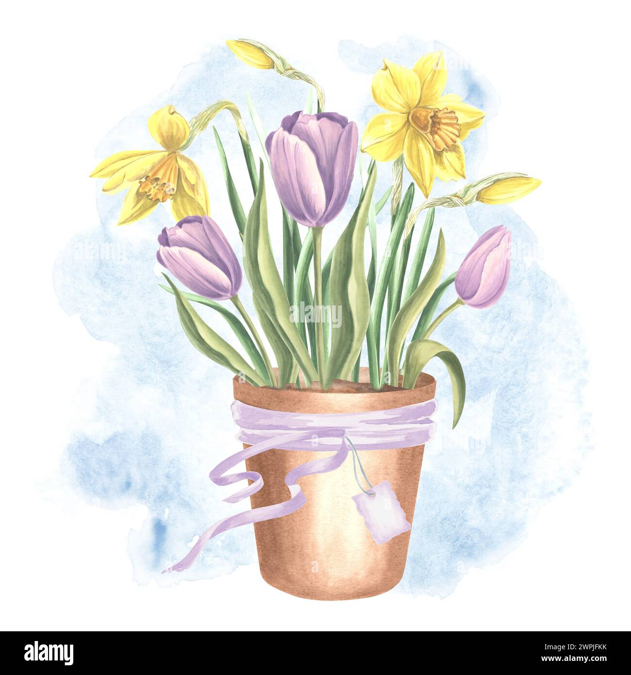 Tulips and daffodils bouquet in flower pot with silk ribbon and tag ...