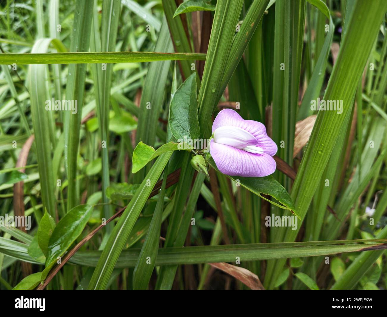 wild violet spurred butterfly pea flower in the bushes Stock Photo - Alamy