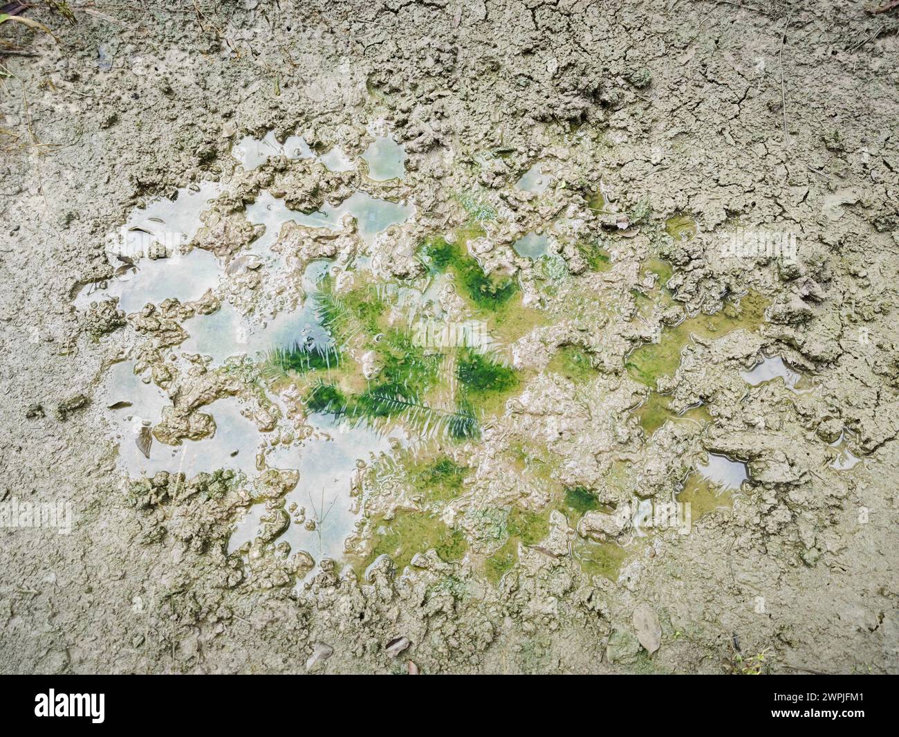 Puddle Sludge On the Ground after rain Stock Photo - Alamy