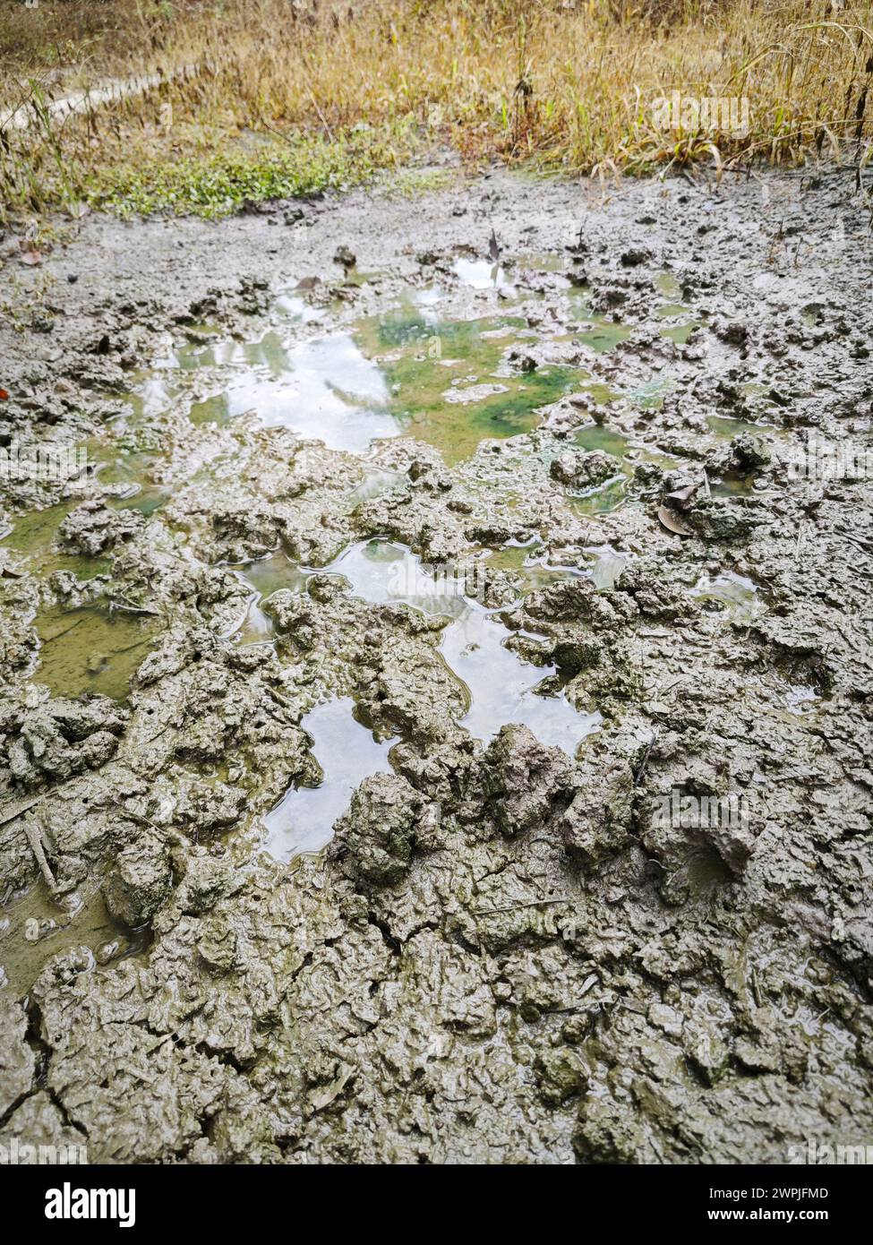 Puddle Sludge On the Ground after rain Stock Photo - Alamy