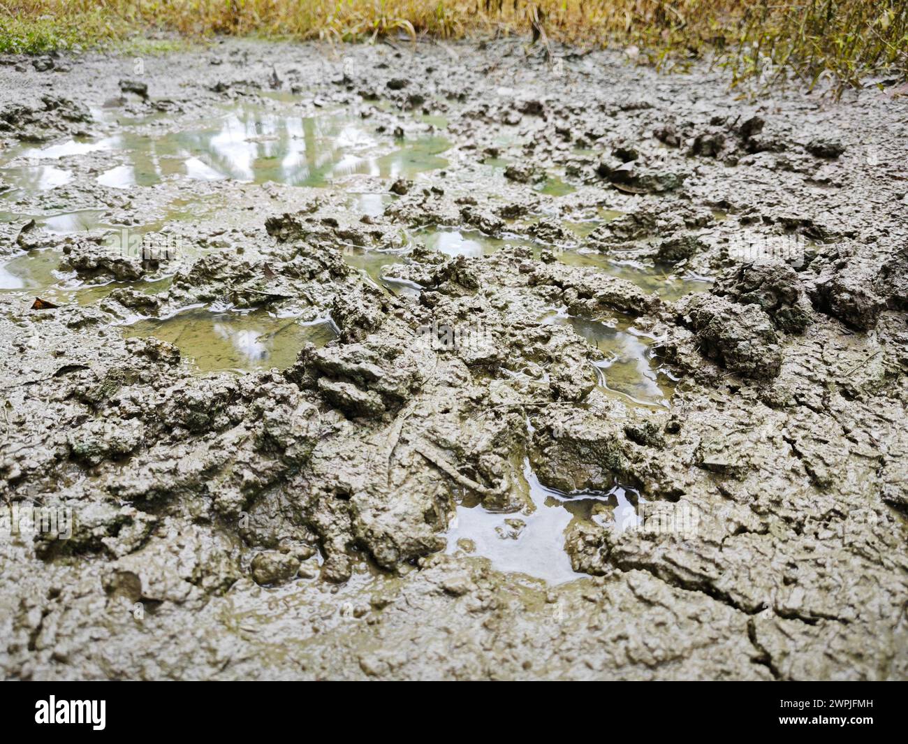 Drying puddle hi-res stock photography and images - Alamy
