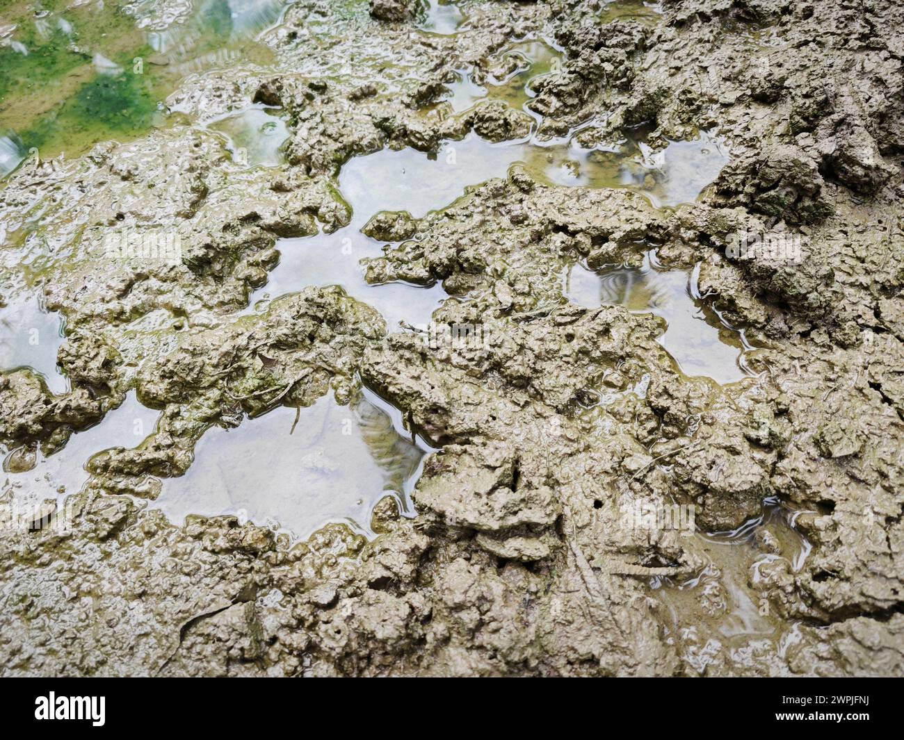 Drying puddle hi-res stock photography and images - Alamy
