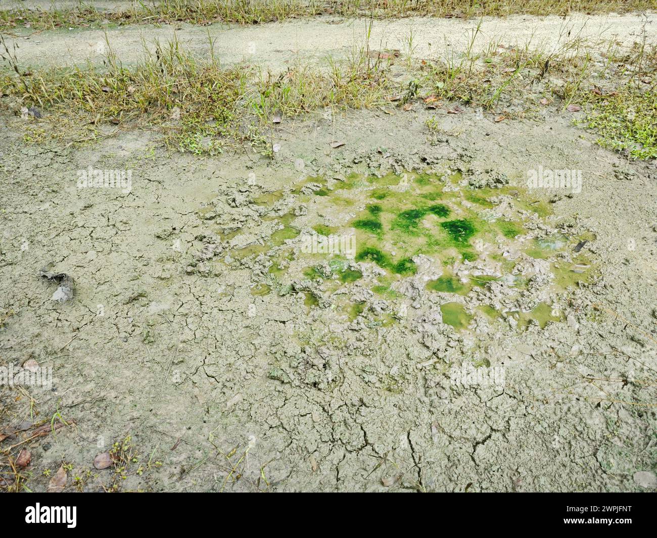 Puddle Sludge On the Ground after rain Stock Photo - Alamy