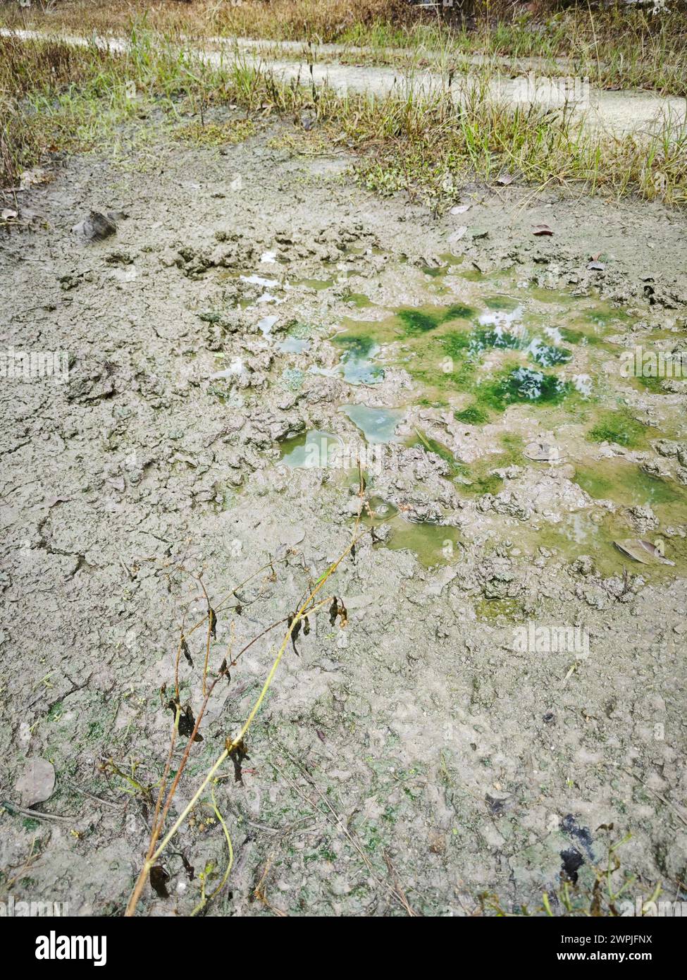 Drying puddle hi-res stock photography and images - Alamy