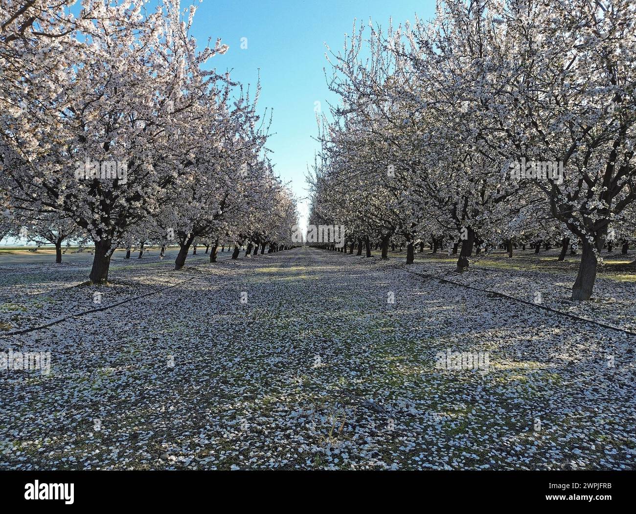 Almond orchard hi-res stock photography and images - Alamy