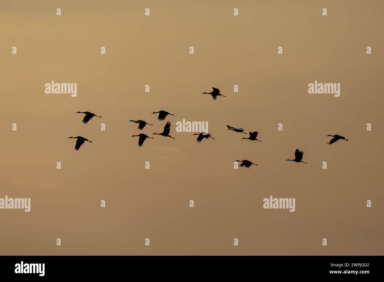 The sandhill crane(Antigone canadensis) . Native American bird a ...