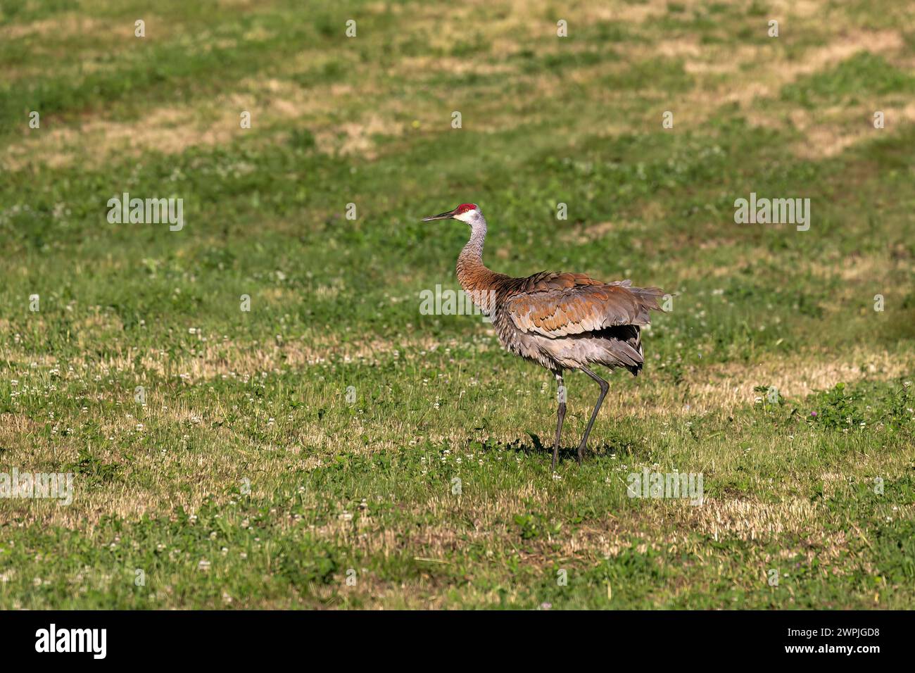 The sandhill crane(Antigone canadensis) . Native American bird a ...