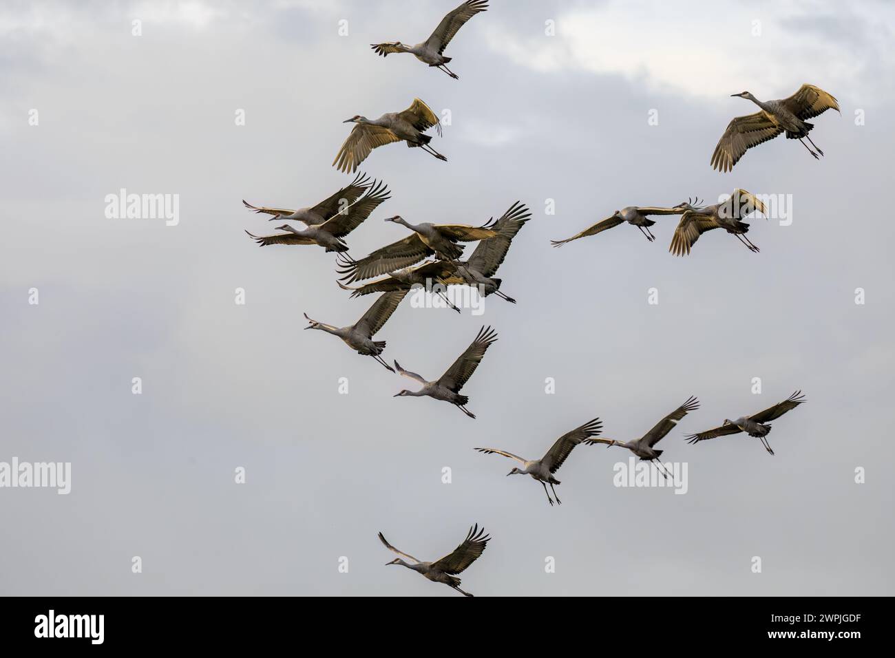 The sandhill crane(Antigone canadensis) . Native American bird a ...