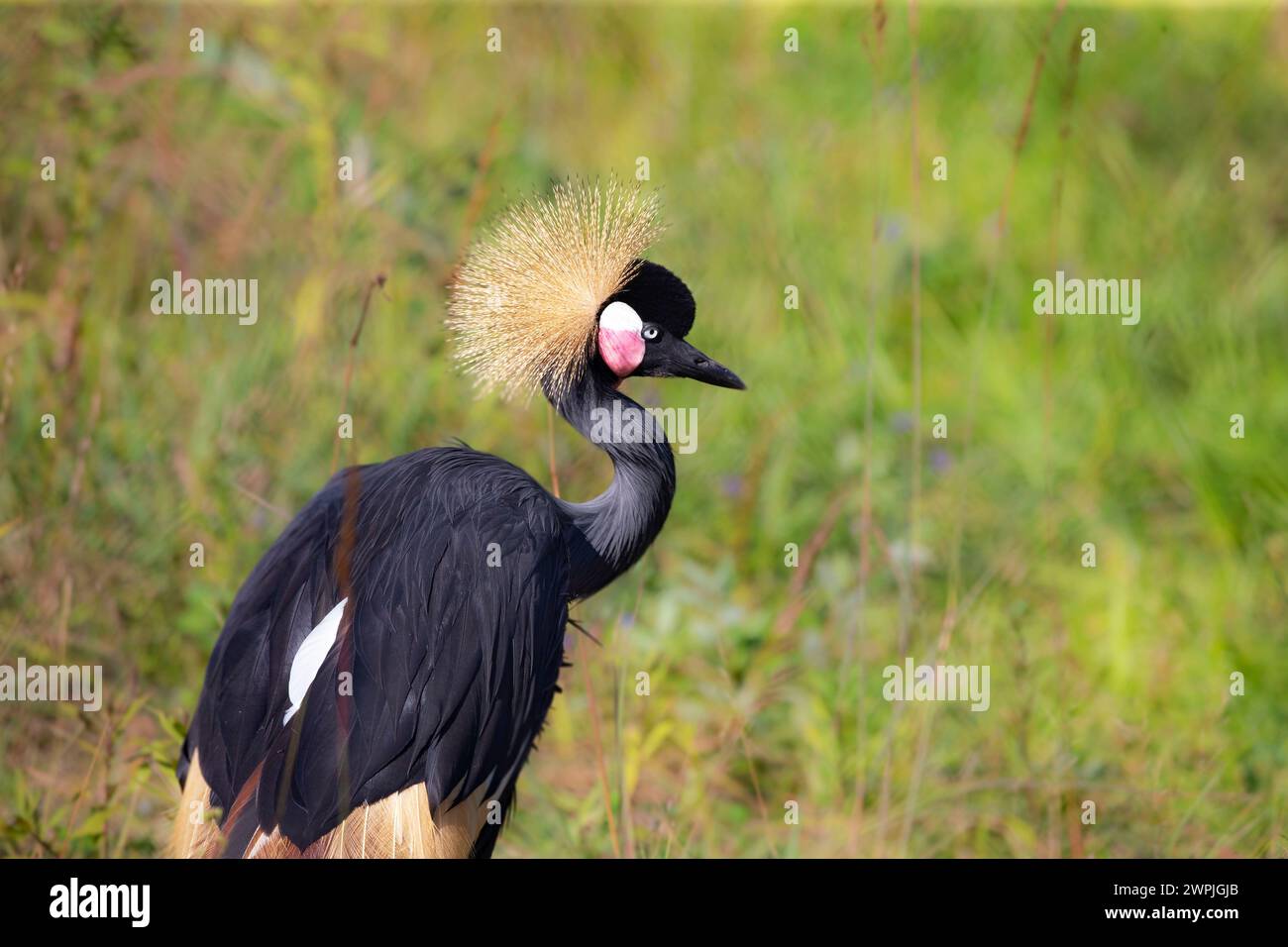 The grey crowned crane (Balearica regulorum Stock Photo - Alamy