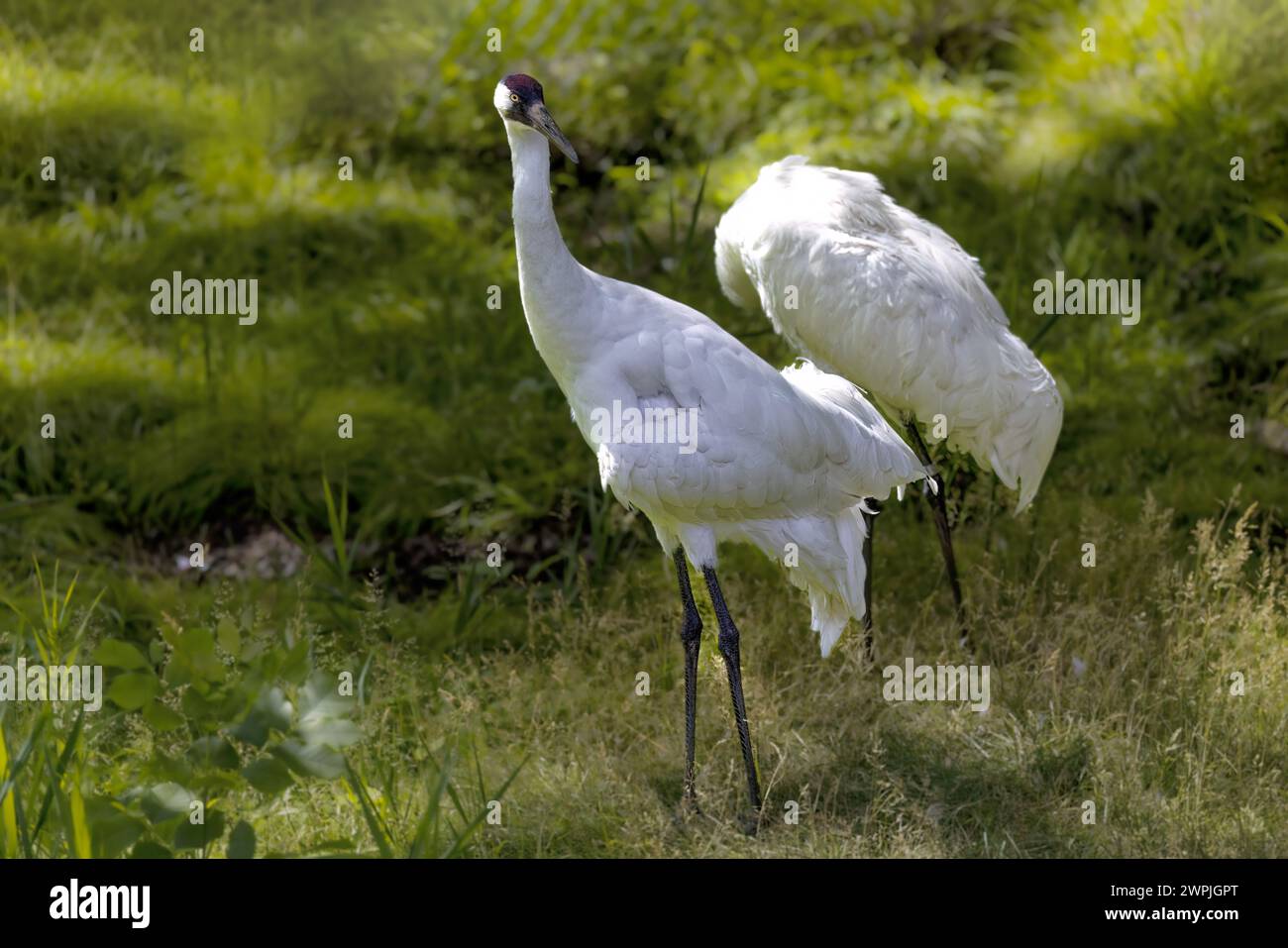 Whooping crane ( Grus Americana),beautiful cranes in north America ...