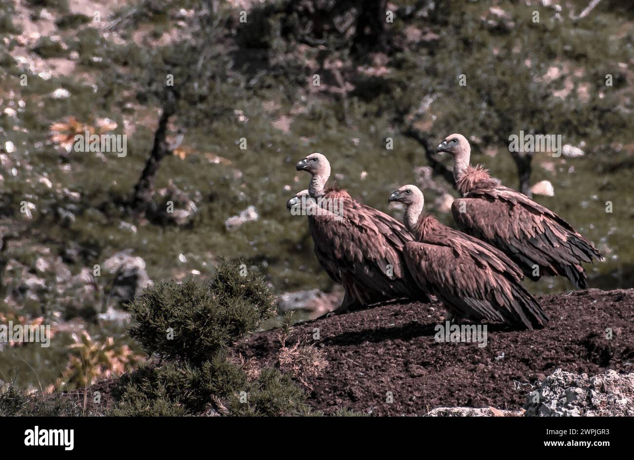 Three big Vultures on a dirt-covered hilltop Stock Photo - Alamy