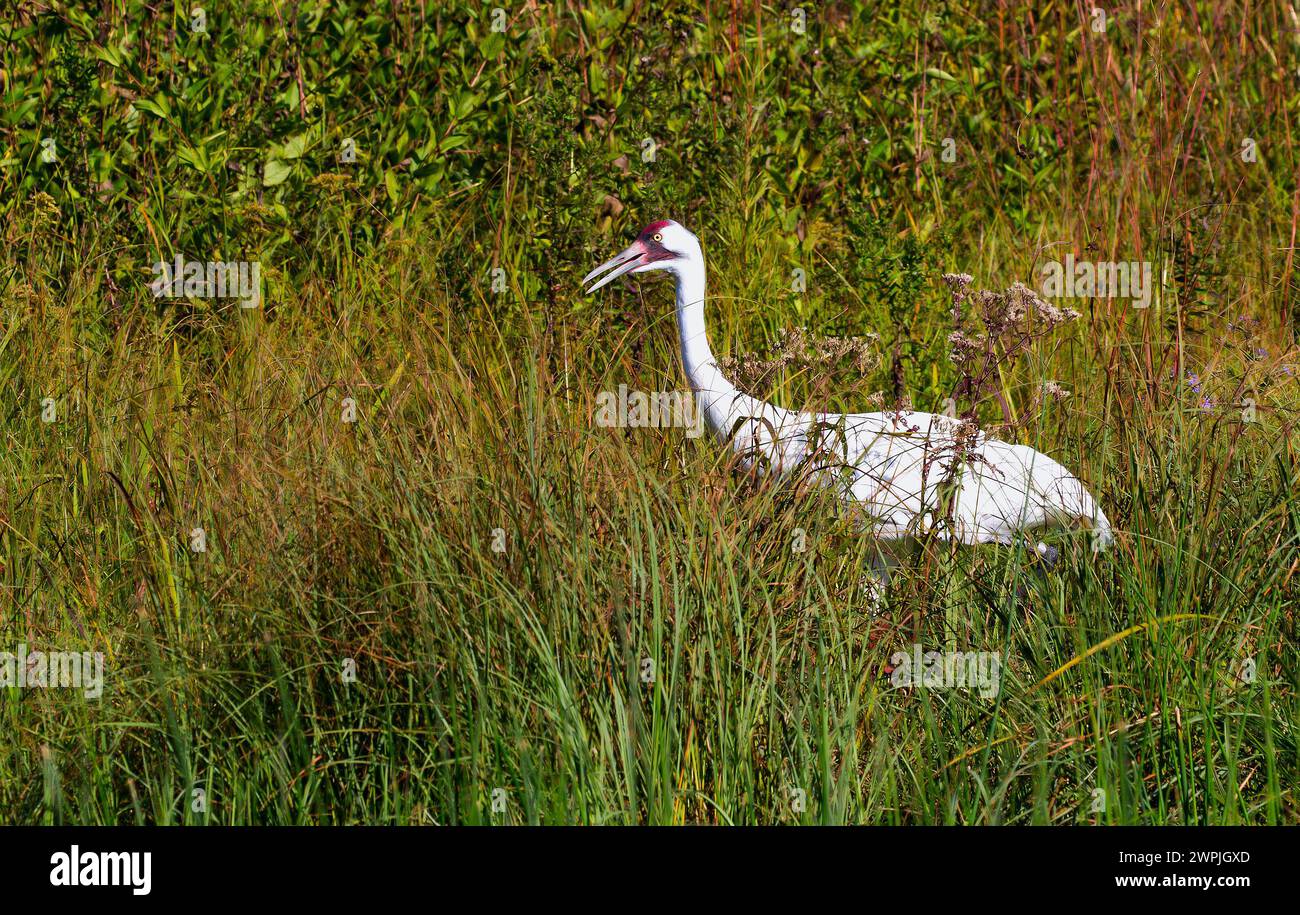 Whooping crane ( Grus Americana),beautiful cranes in north America ...