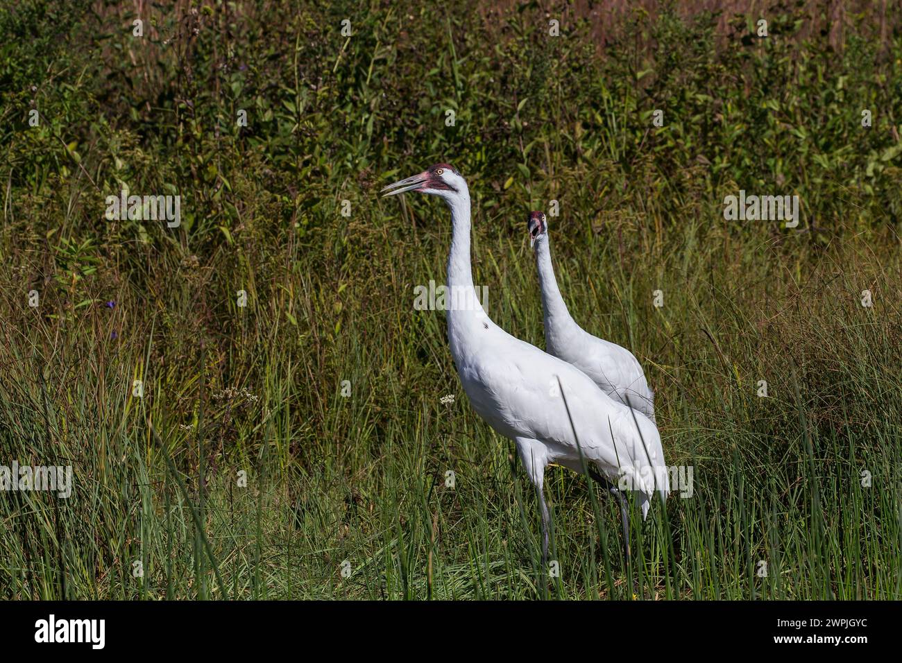 Whooping crane ( Grus Americana),beautiful cranes in north America ...
