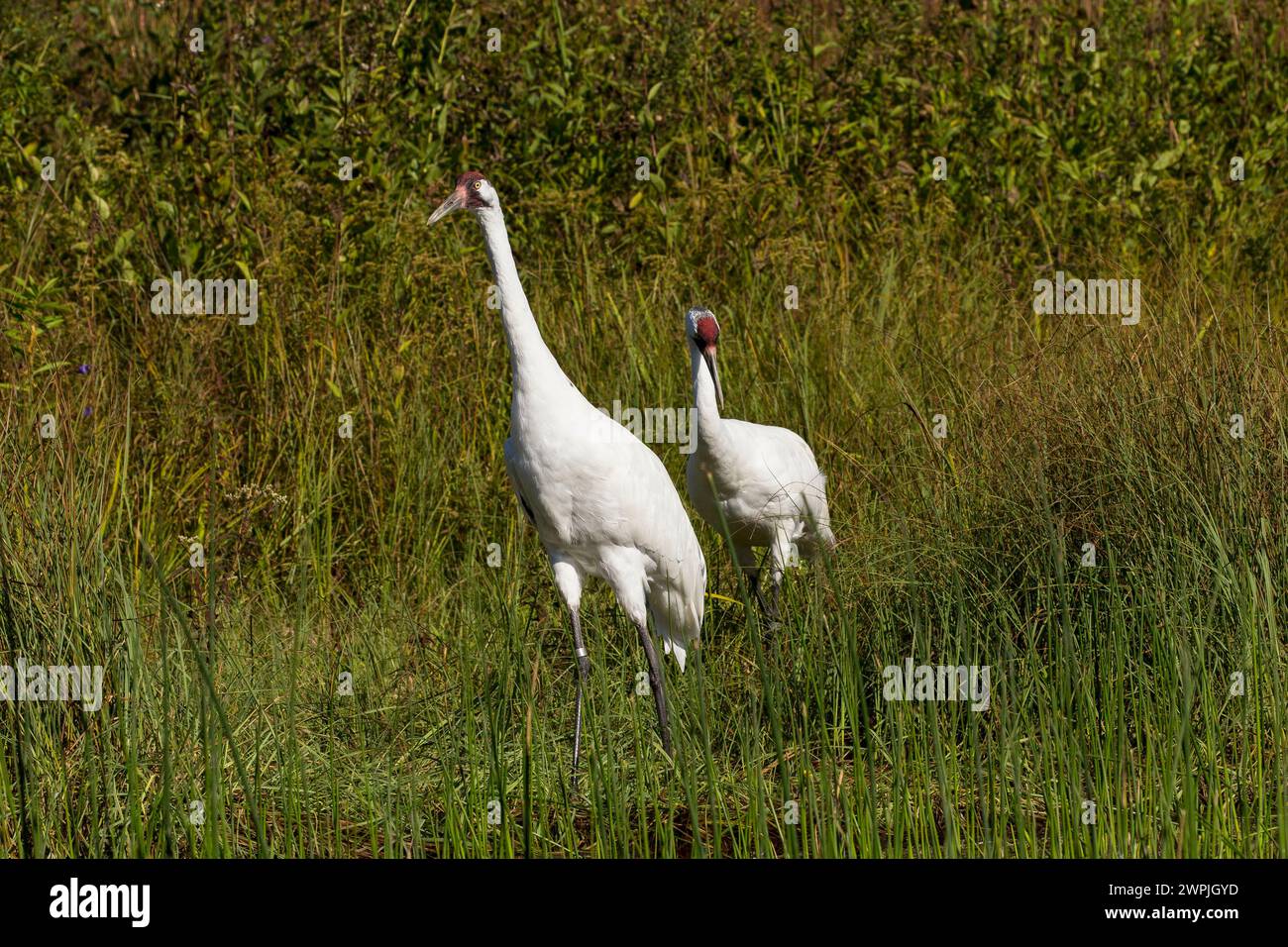 Whooping crane ( Grus Americana),beautiful cranes in north America ...