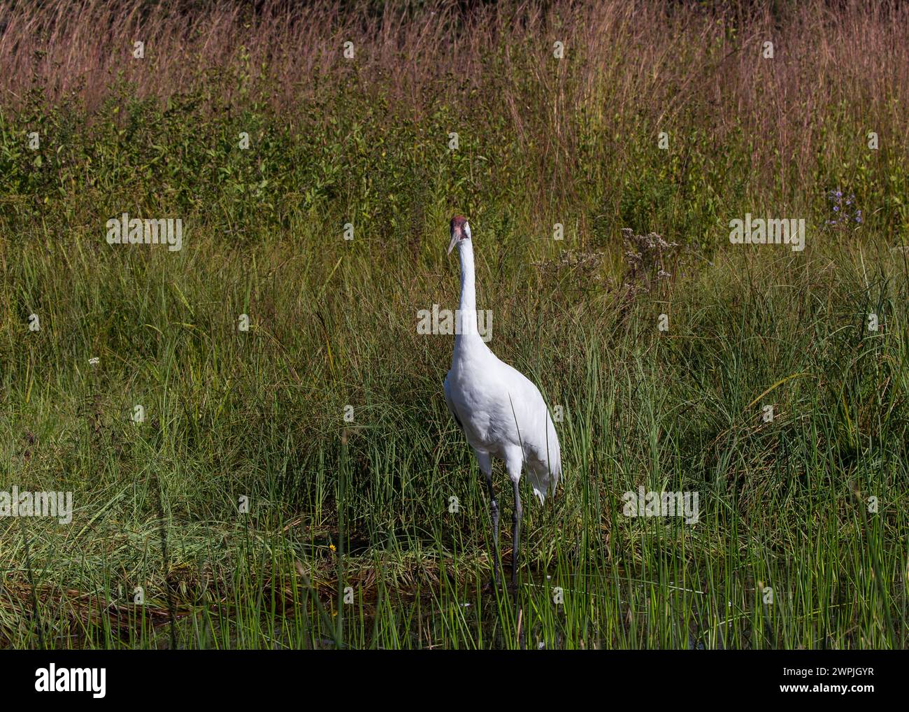 Whooping crane ( Grus Americana),beautiful cranes in north America ...